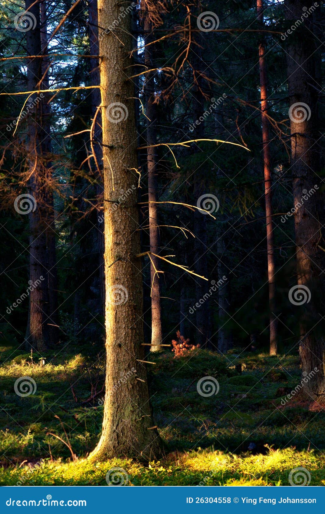 Tree in evening light stock photo. Image of green, sweden - 26304558