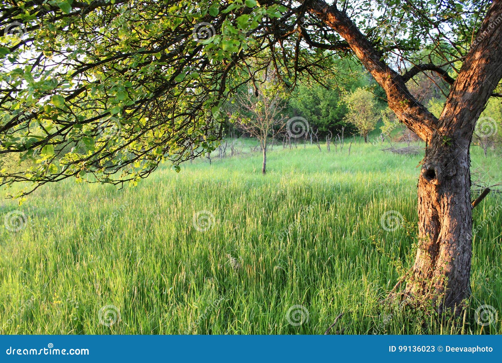 Tree in the evening light stock image. Image of forest - 99136023