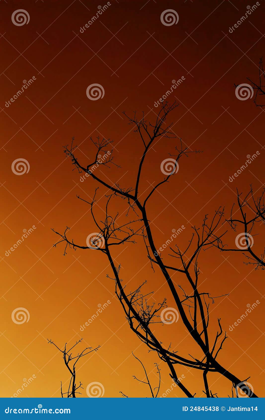 Tree and evening sky stock photo. Image of back, outdoors - 24845438