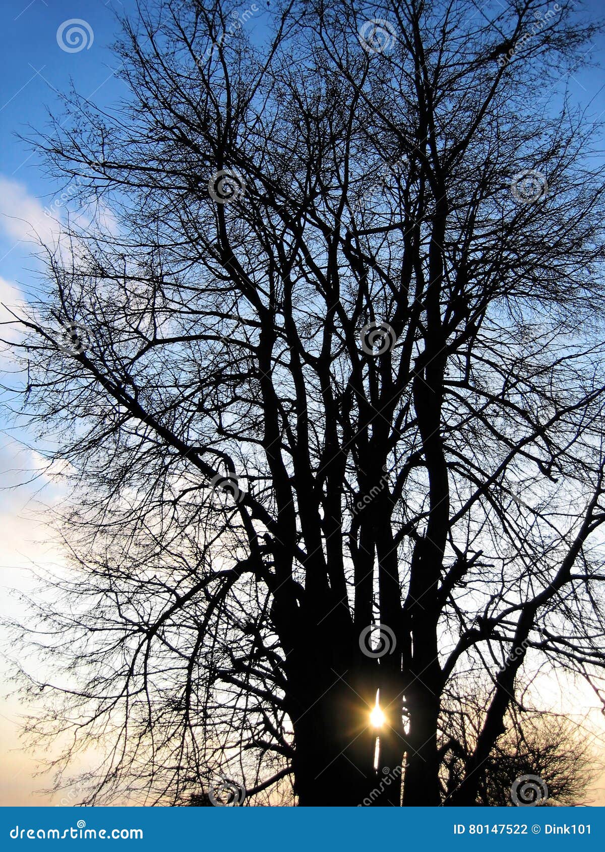 Tree and evening sun stock photo. Image of scenery, light - 80147522