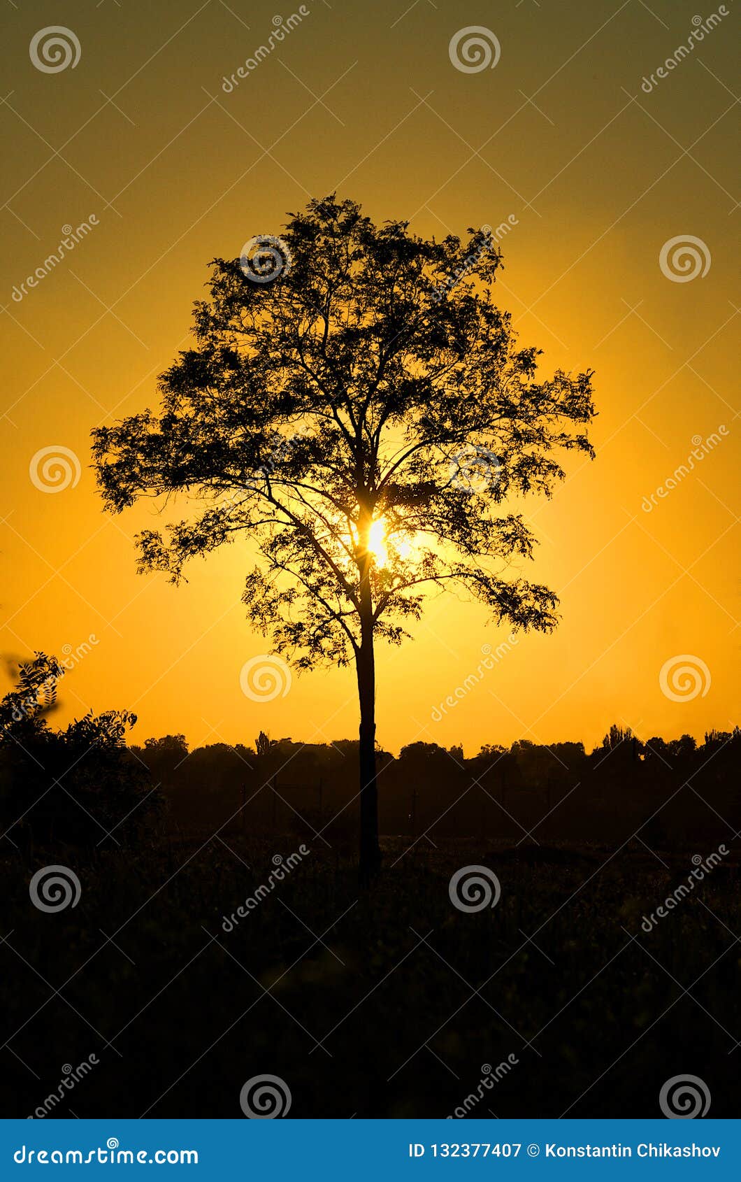 Tree in the Evening at Sunset Stock Image - Image of night, silhouette ...