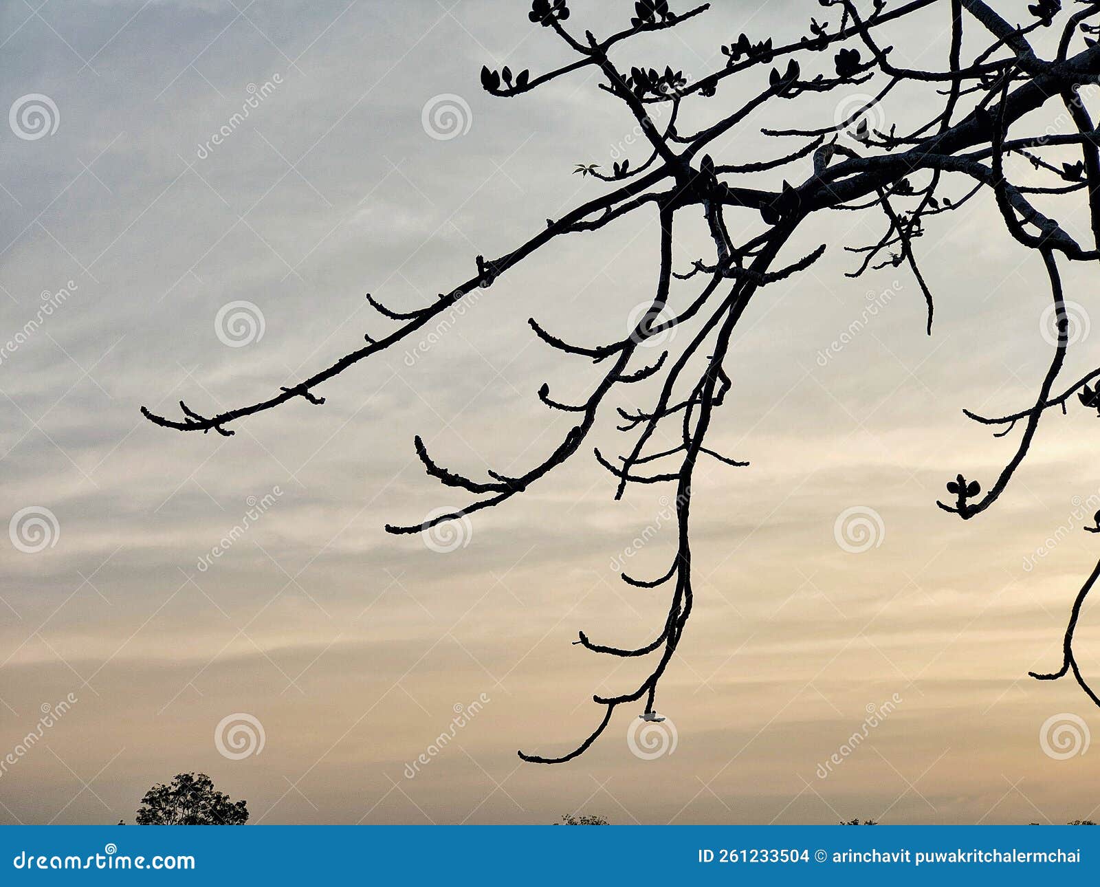 Tree, Evening, Twilight, Plants, Shadow, Stock Photo - Image of evening ...