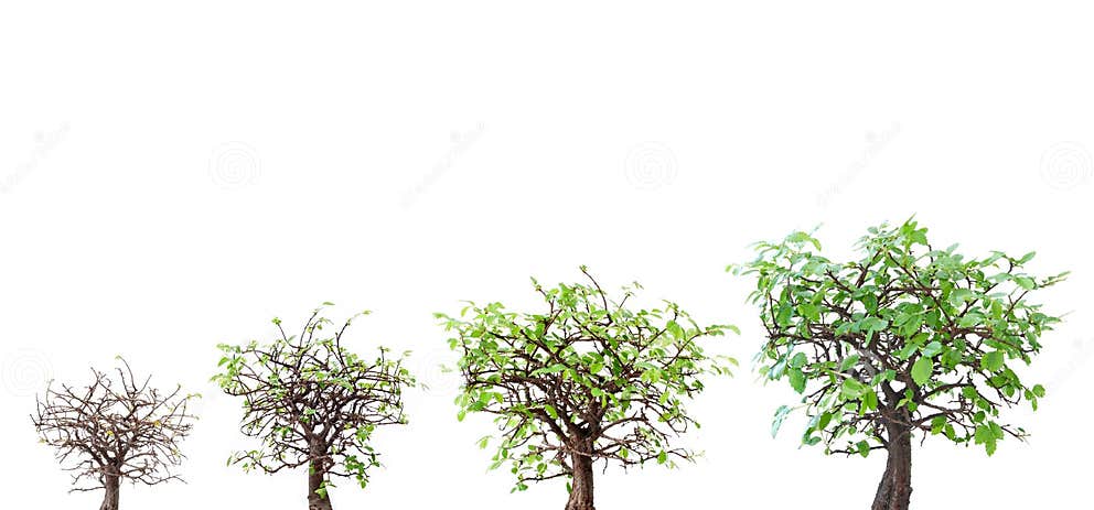 Tree evolution stock image. Image of sprout, prosperous - 38078513