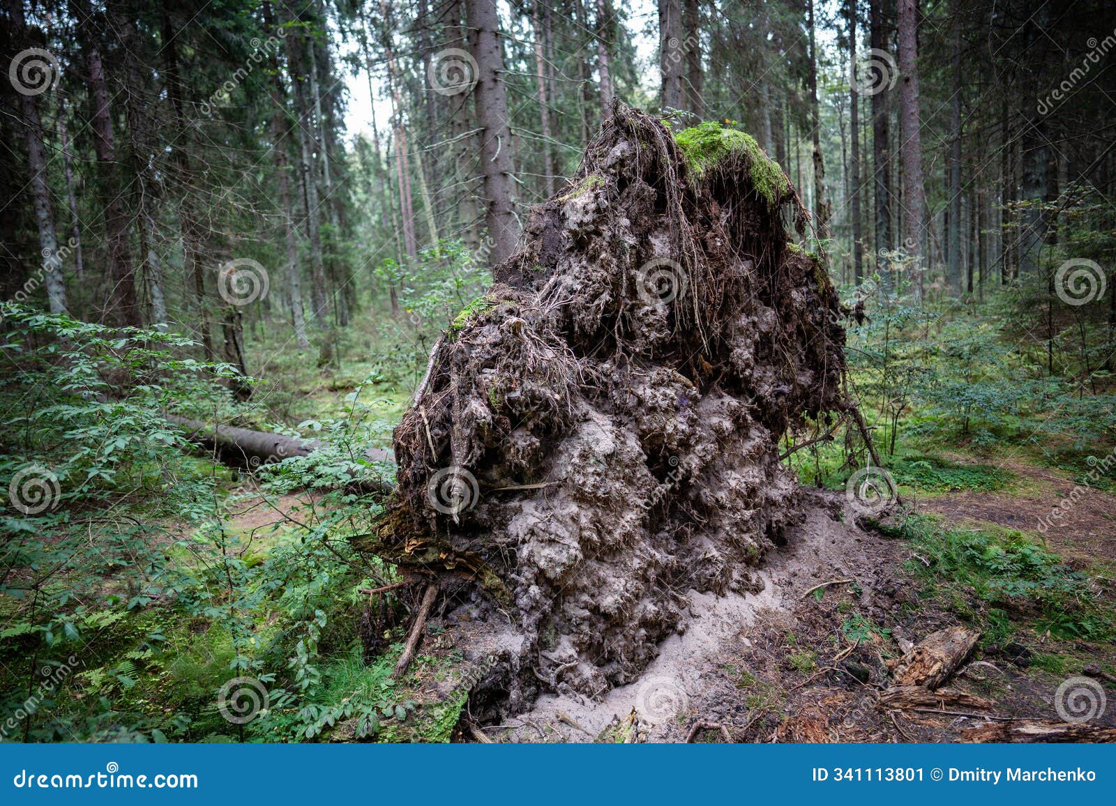 Tree with Exposed Broken Roots, Felled by Wind during Hurricane in ...