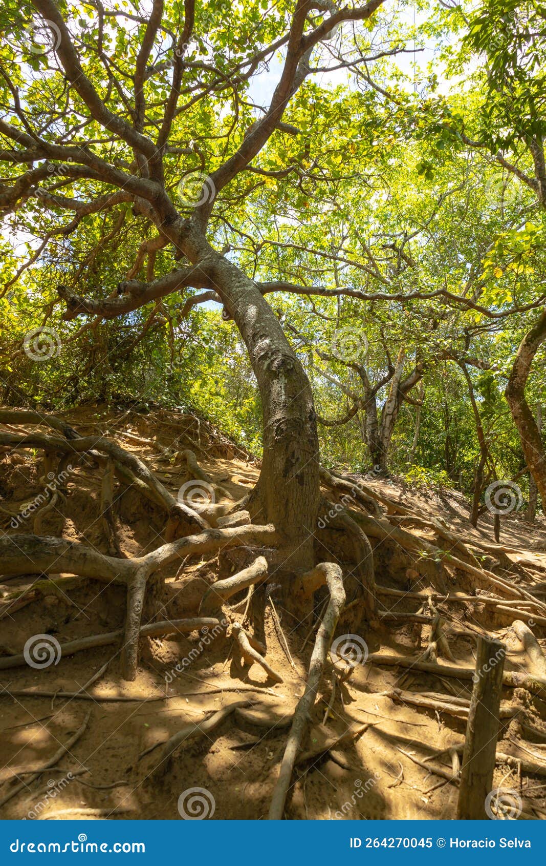 Tree with Exposed Roots in the Forest Stock Image - Image of destitute ...