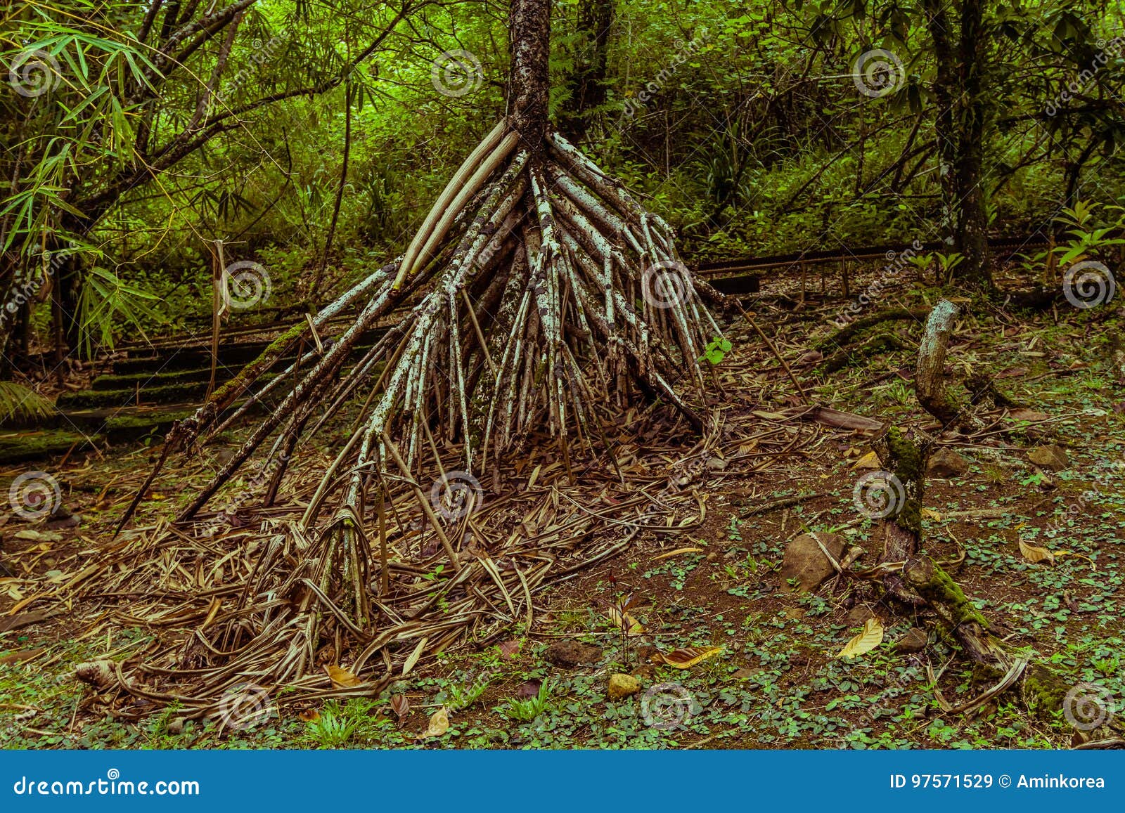 Tree with Exposed Roots in Forest Stock Image - Image of wild, tree ...