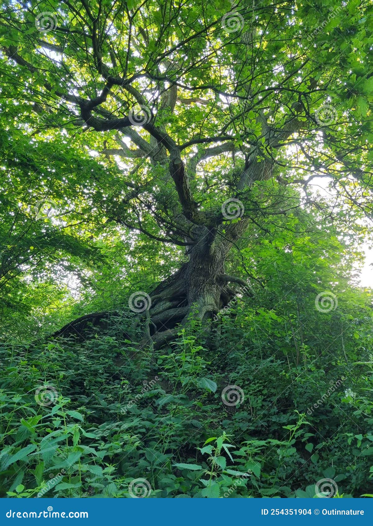 Tree with Exposed Roots on a Hill Stock Photo - Image of nature ...