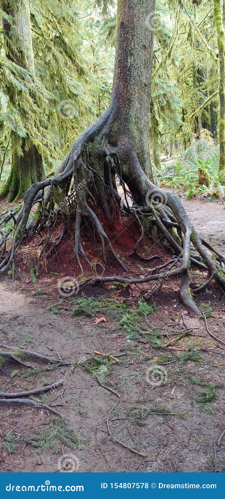 Tree exposed roots stock photo. Image of exposed, life - 154807578