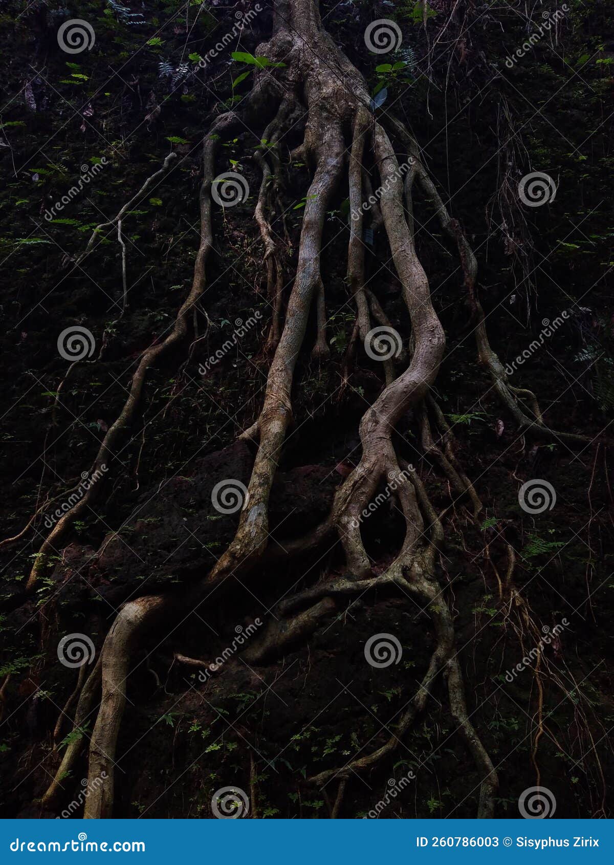 Tree with Exposed Roots and Stream Stock Image - Image of soil, tree ...