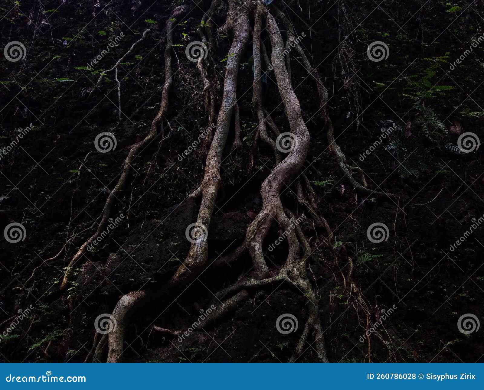 Tree with Exposed Roots and Stream Stock Photo - Image of branch ...