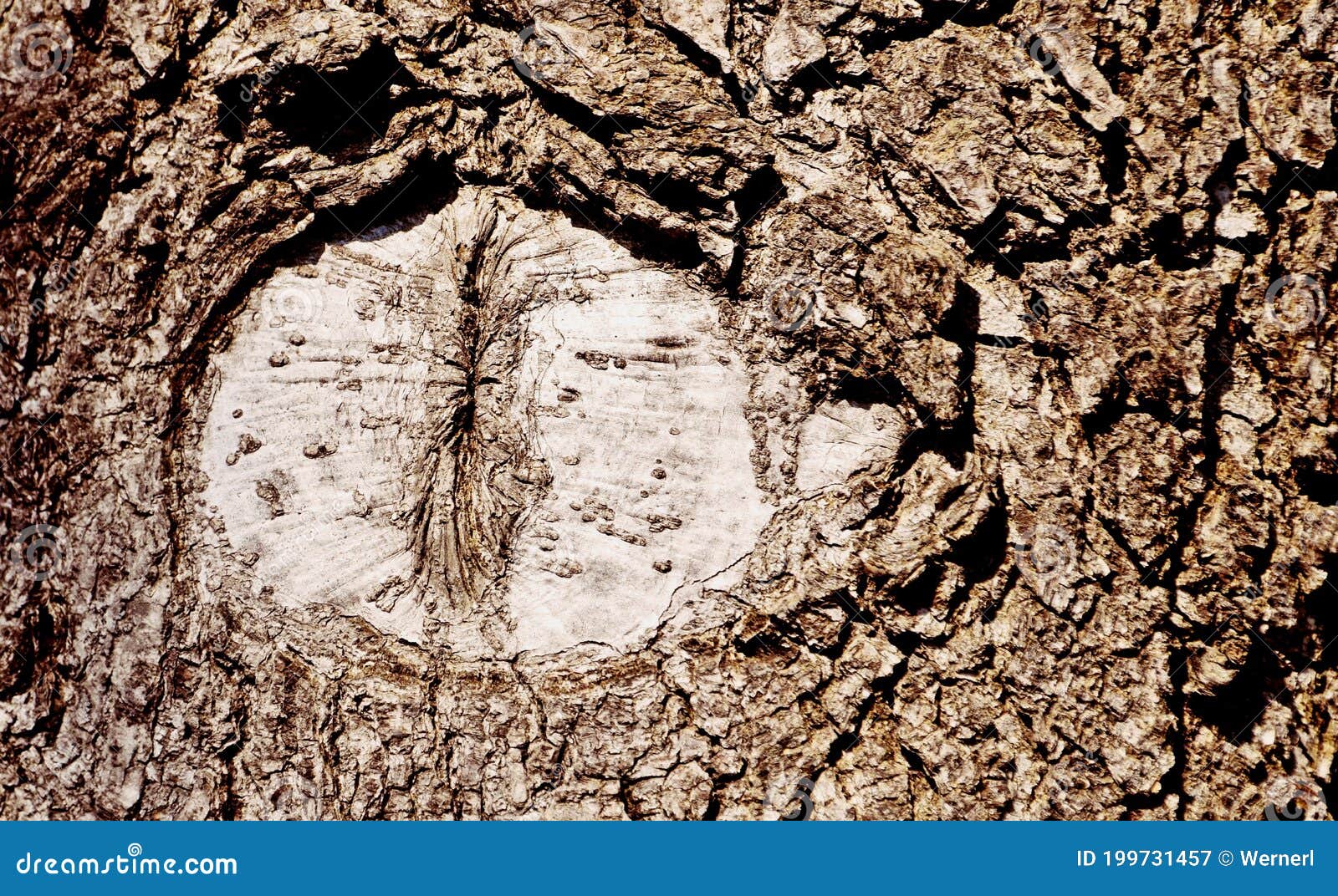 Tree eye stock image. Image of decorative, close, sepia - 199731457