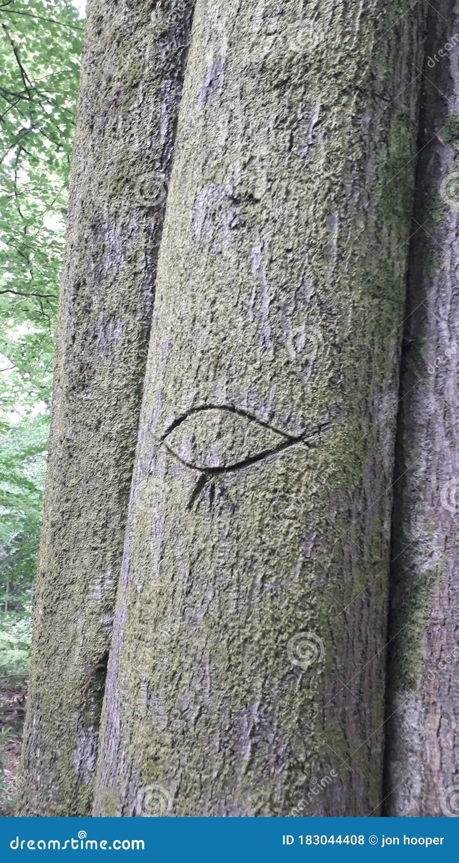 Tree eye carving nature stock photo. Image of green - 183044408