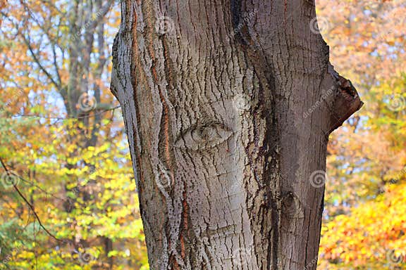 Tree eye stock photo. Image of fresh, bird, house, macro - 80247682