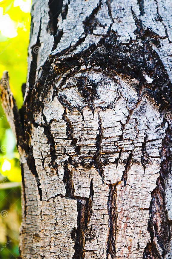 Tree with eye staring bark stock photo. Image of nature - 168749798