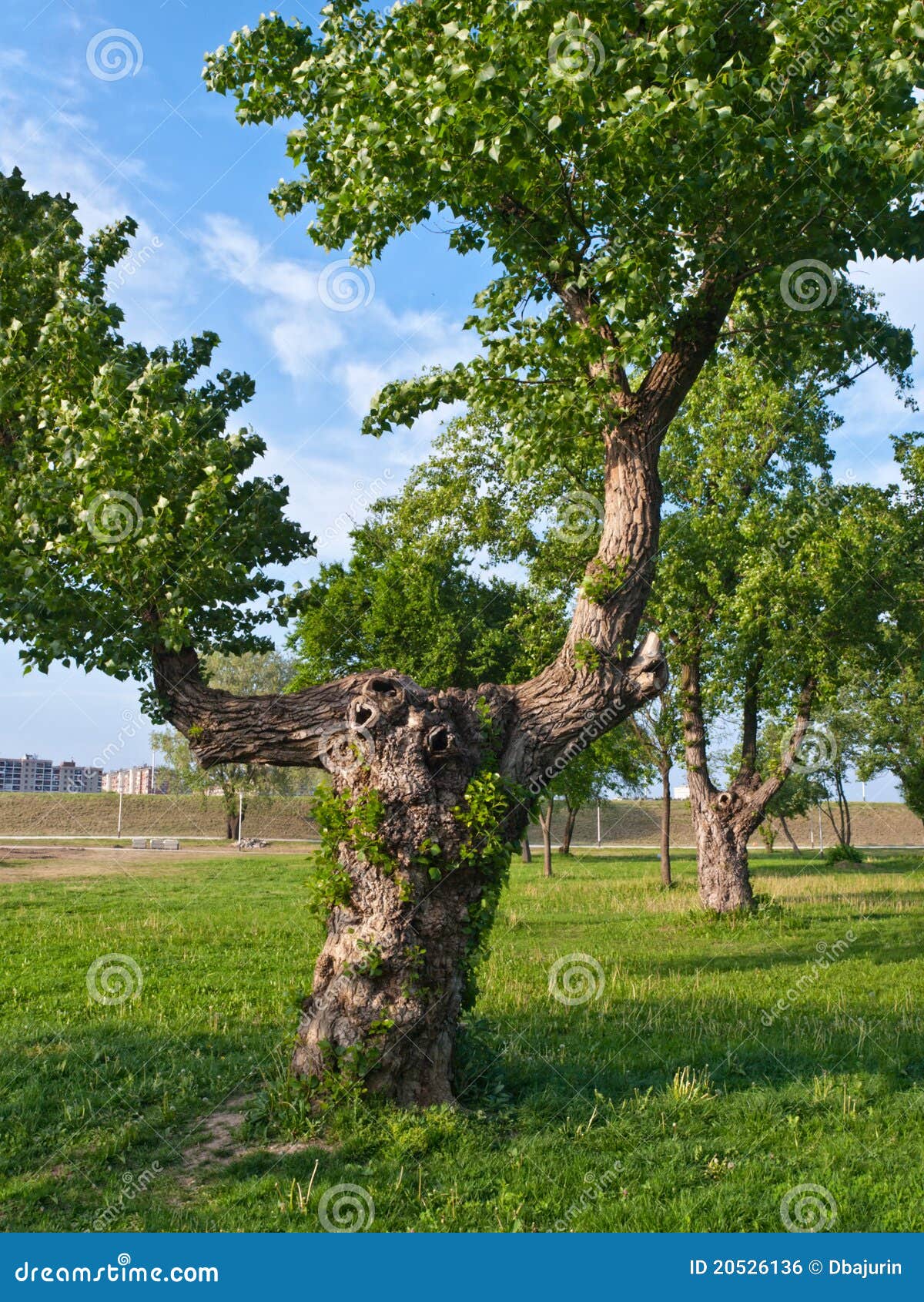 Tree with eyes stock photo. Image of tree, green, branch - 20526136