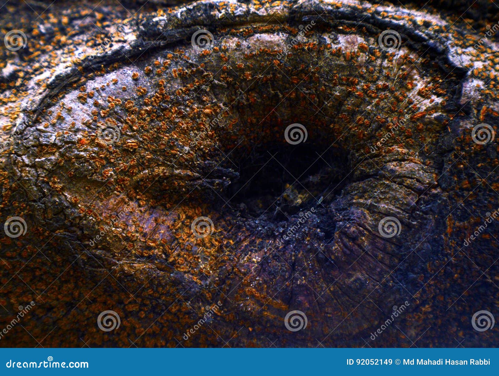 Tree Eyes Background stock image. Image of texture, eyes - 92052149