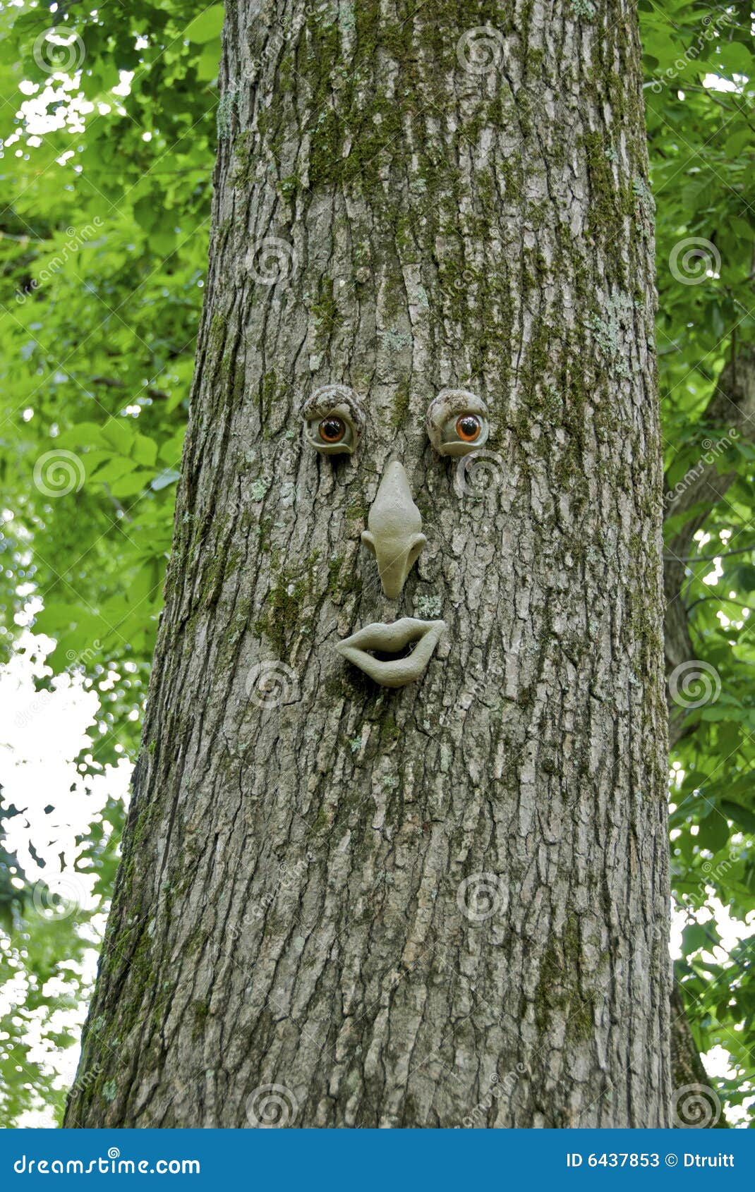 Tree with face stock image. Image of humorous, unusual - 6437853