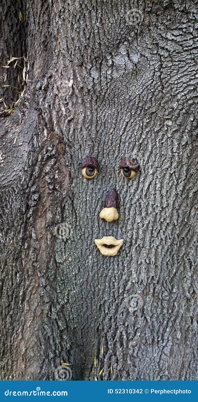 Tree with a face stock photo. Image of mouth, trunk, interesting - 52310342