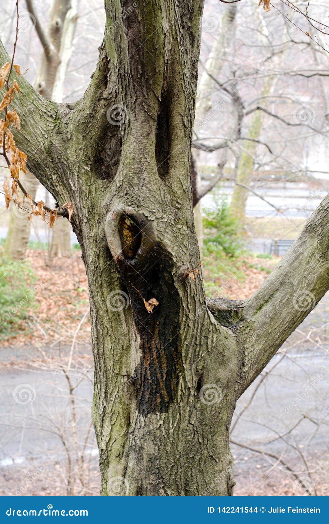 Tree Face stock photo. Image of face, scare, scary, spook - 142241544