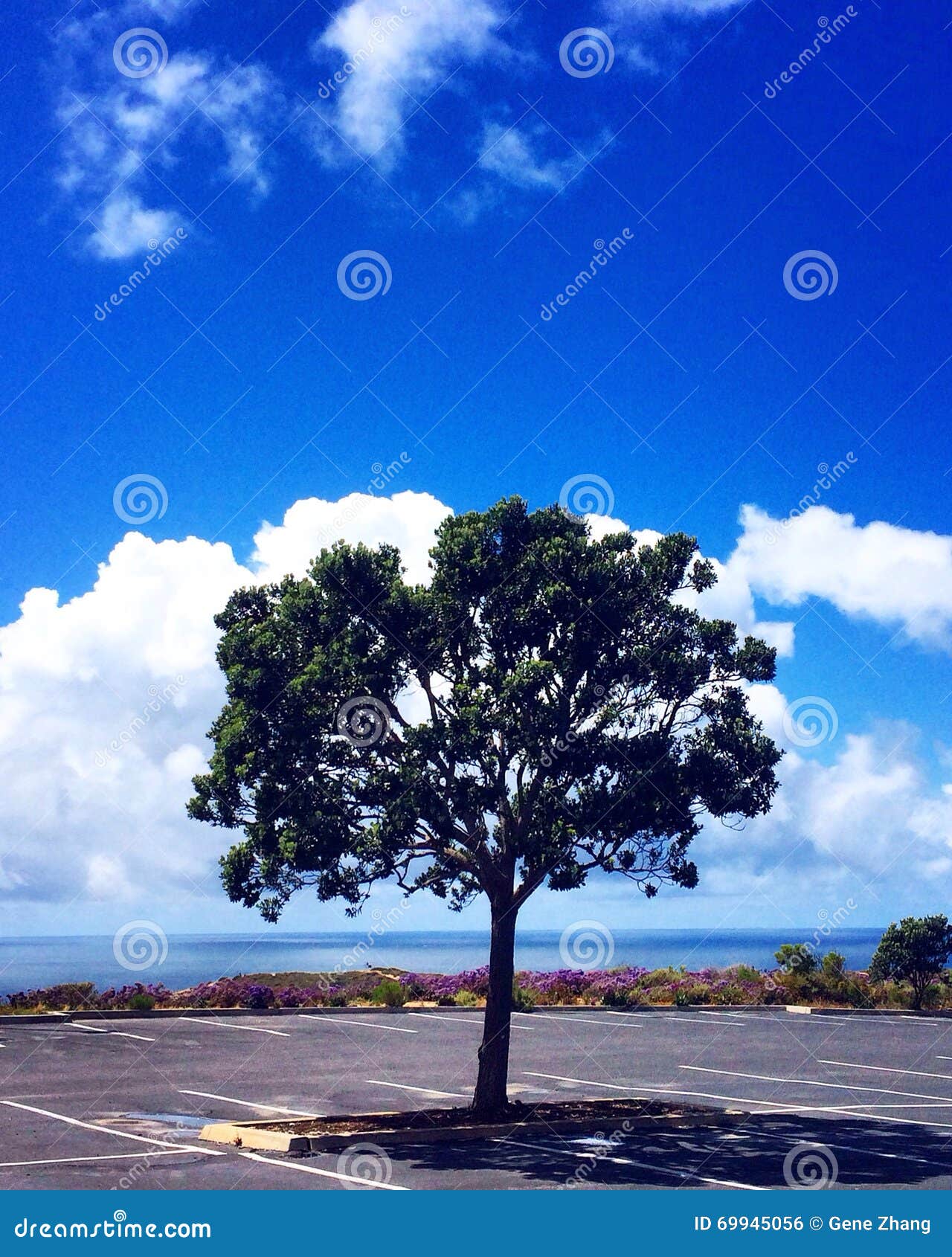 A tree facing the ocean stock photo. Image of parking - 69945056