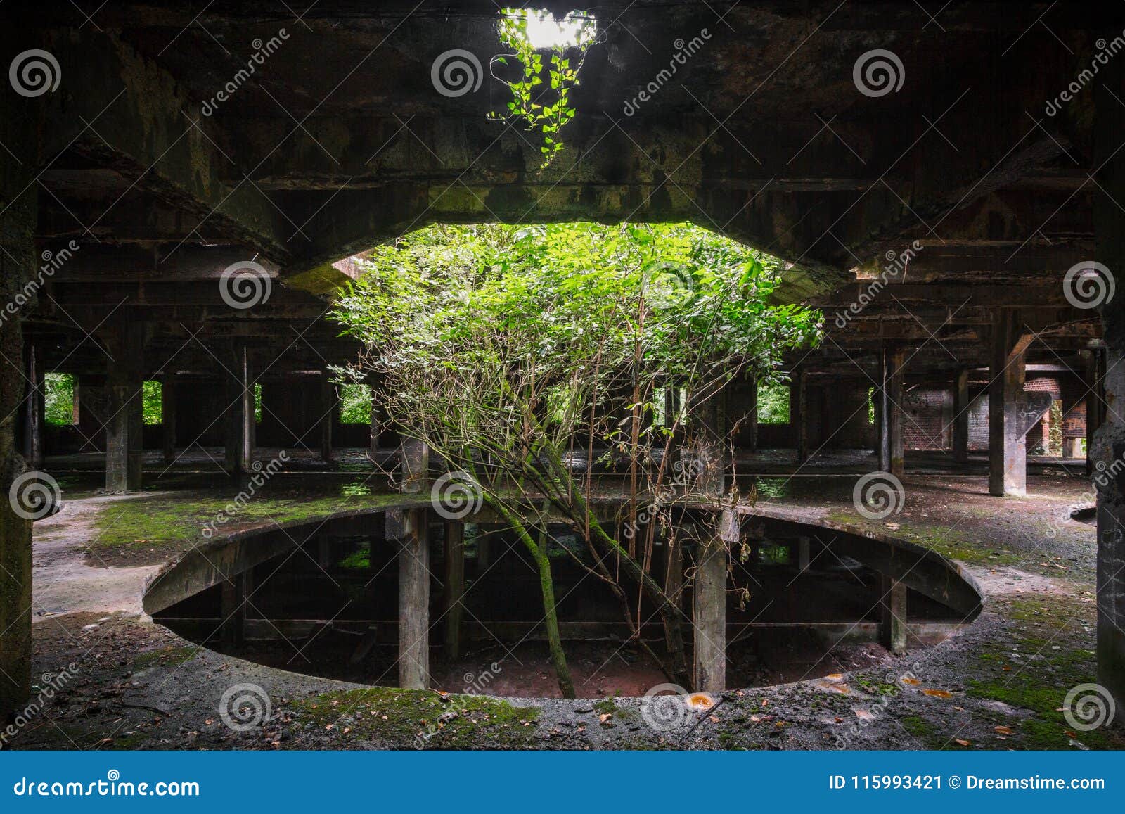 Tree in factory stock image. Image of industry, inside - 115993421
