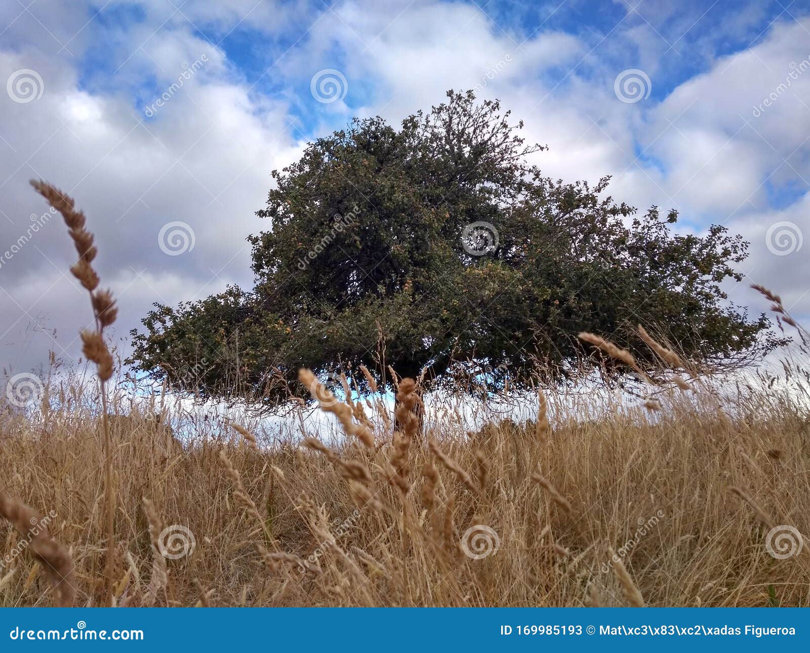 Tree fade the farm wind stock image. Image of fade, wind - 169985193