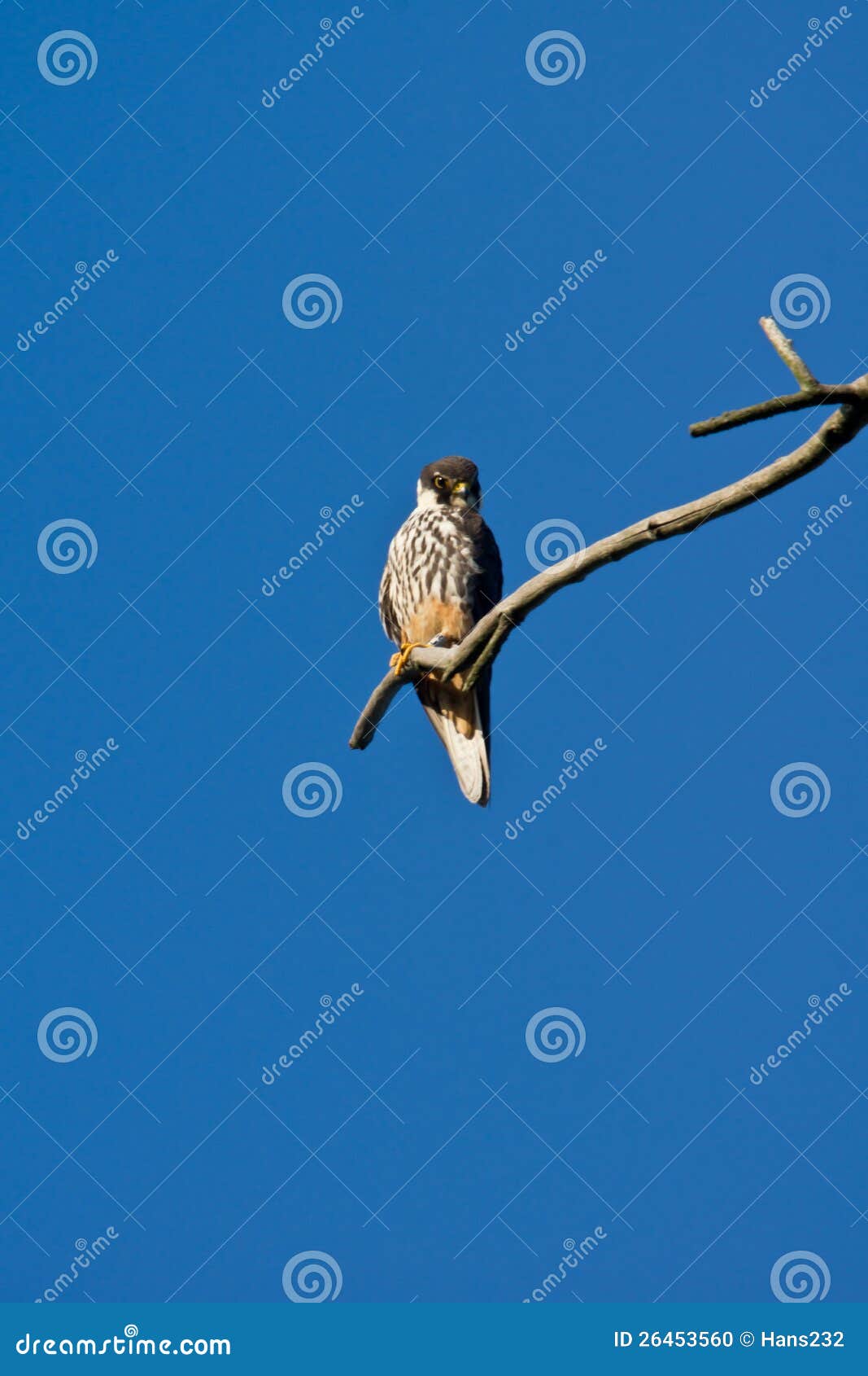 Tree Falcon(falco Subbuteo) Stock Photo - Image of ring, tree: 26453560