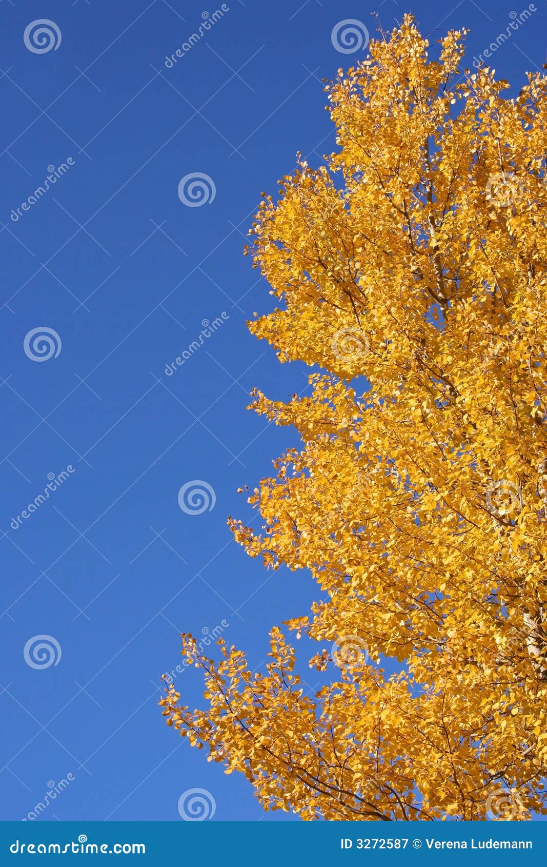 Tree during fall stock image. Image of background, beautiful - 3272587