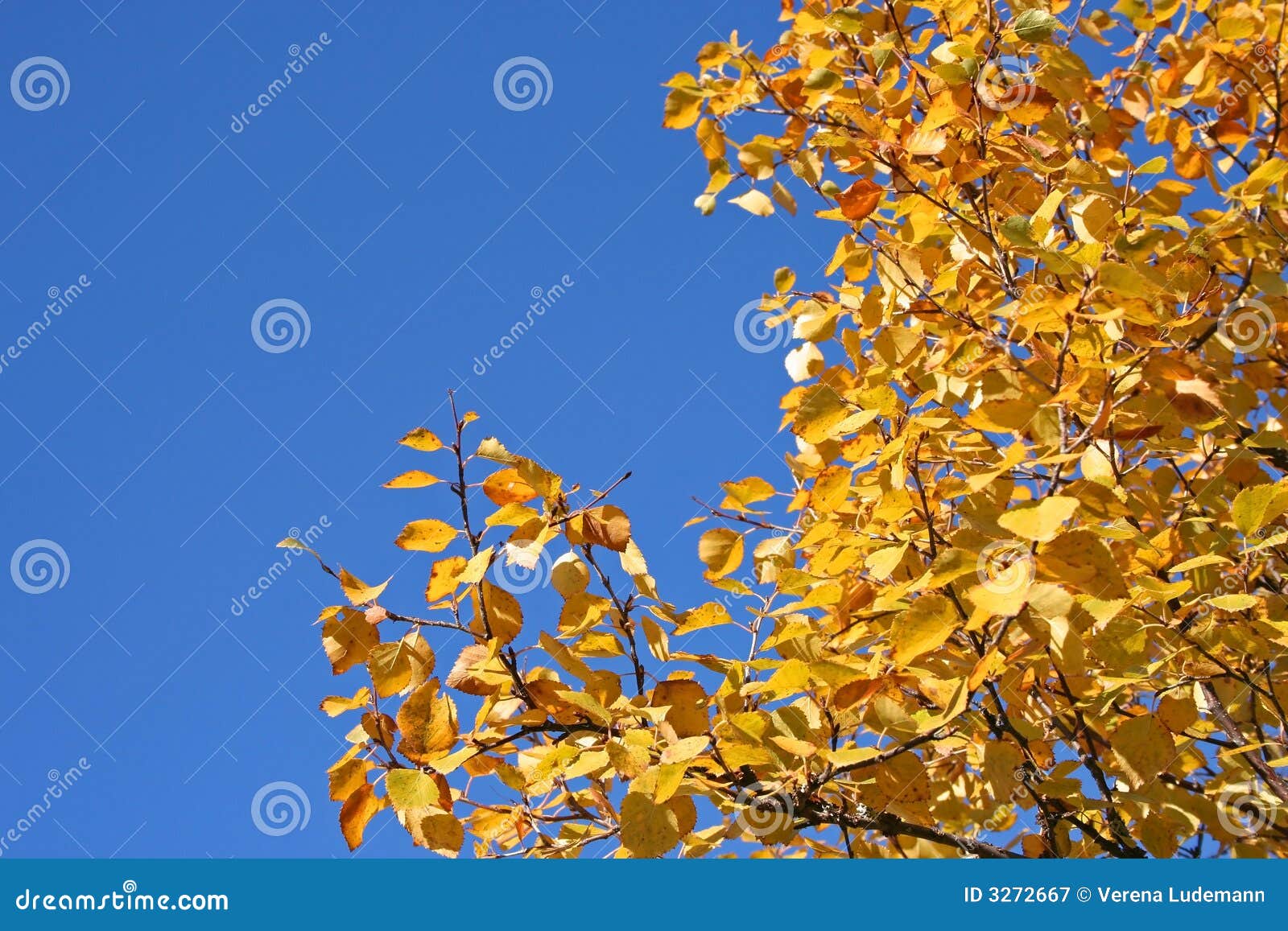 Tree during fall stock image. Image of autumnal, scenic - 3272667