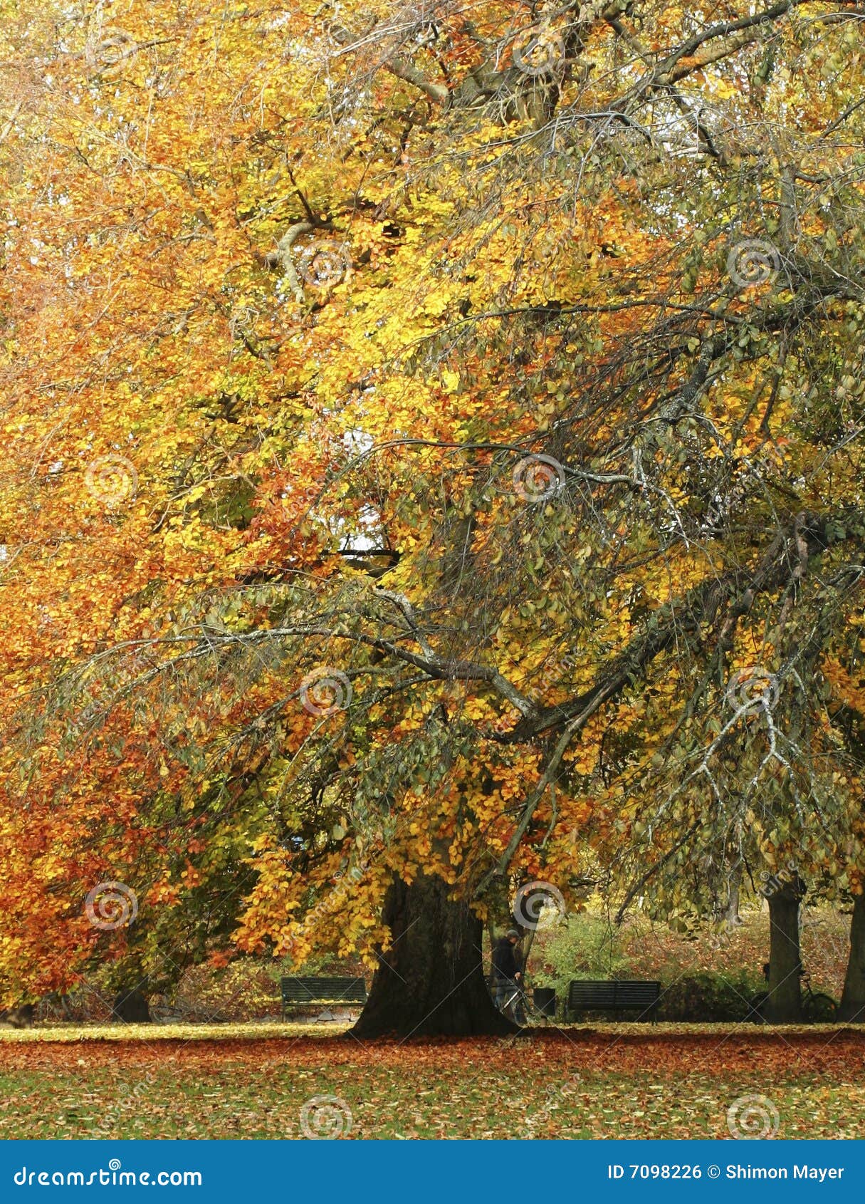 Tree with fall stock photo. Image of park, autumn, branches - 7098226