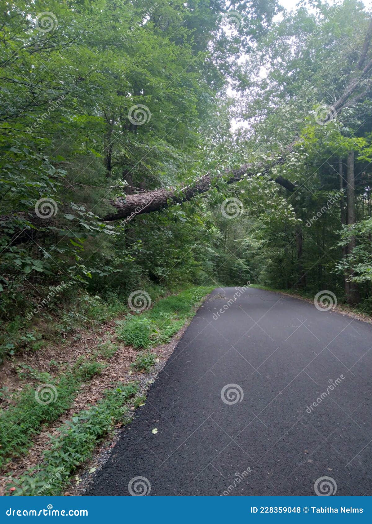 Tree fall down stock photo. Image of leaf, grass, lawn - 228359048