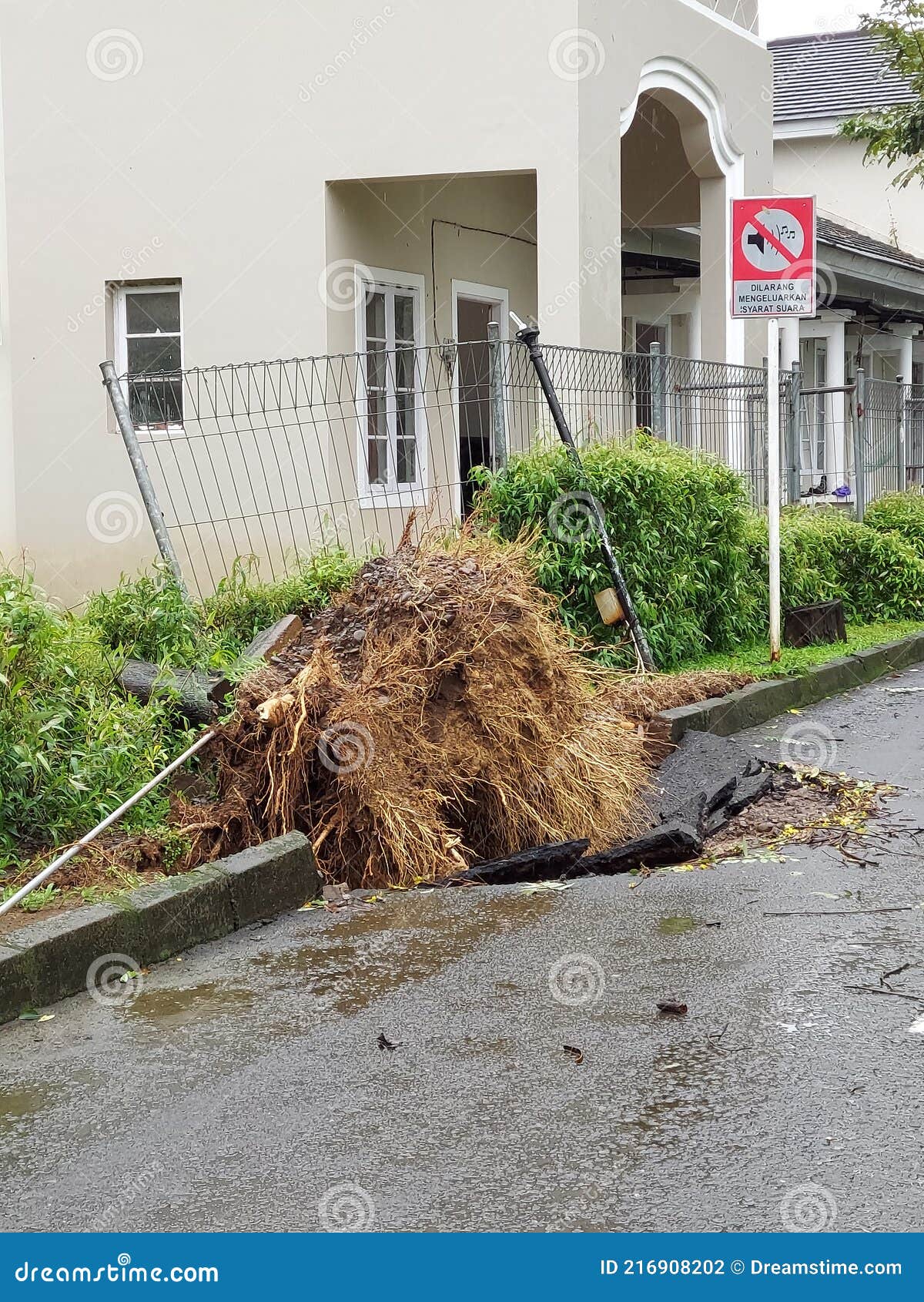 Tree Fall Down Natural Disaster Rain Storm Stock Photo - Image of tree ...