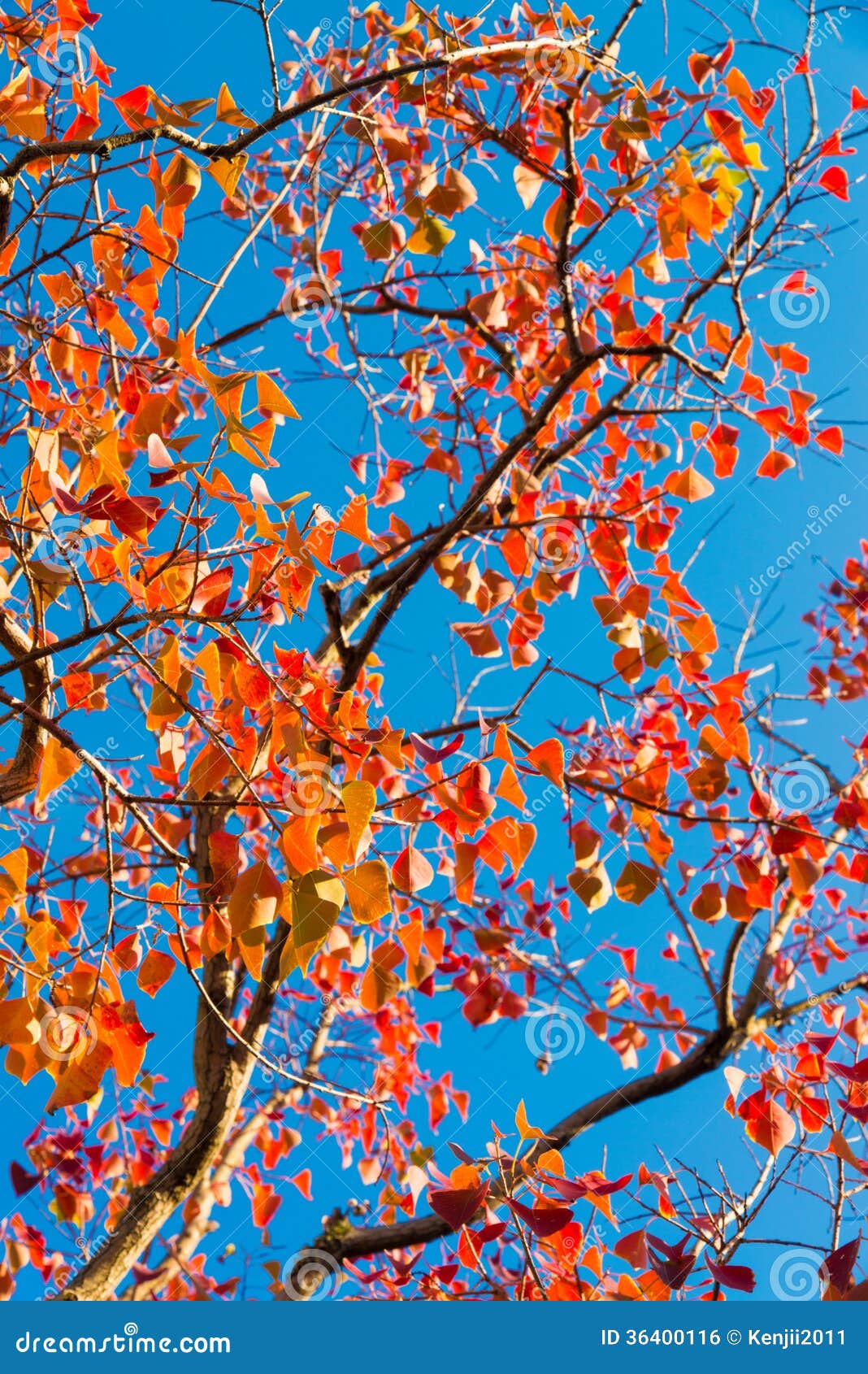 Tree that Fall Foliage and Blue Sky Stock Photo - Image of autumn ...