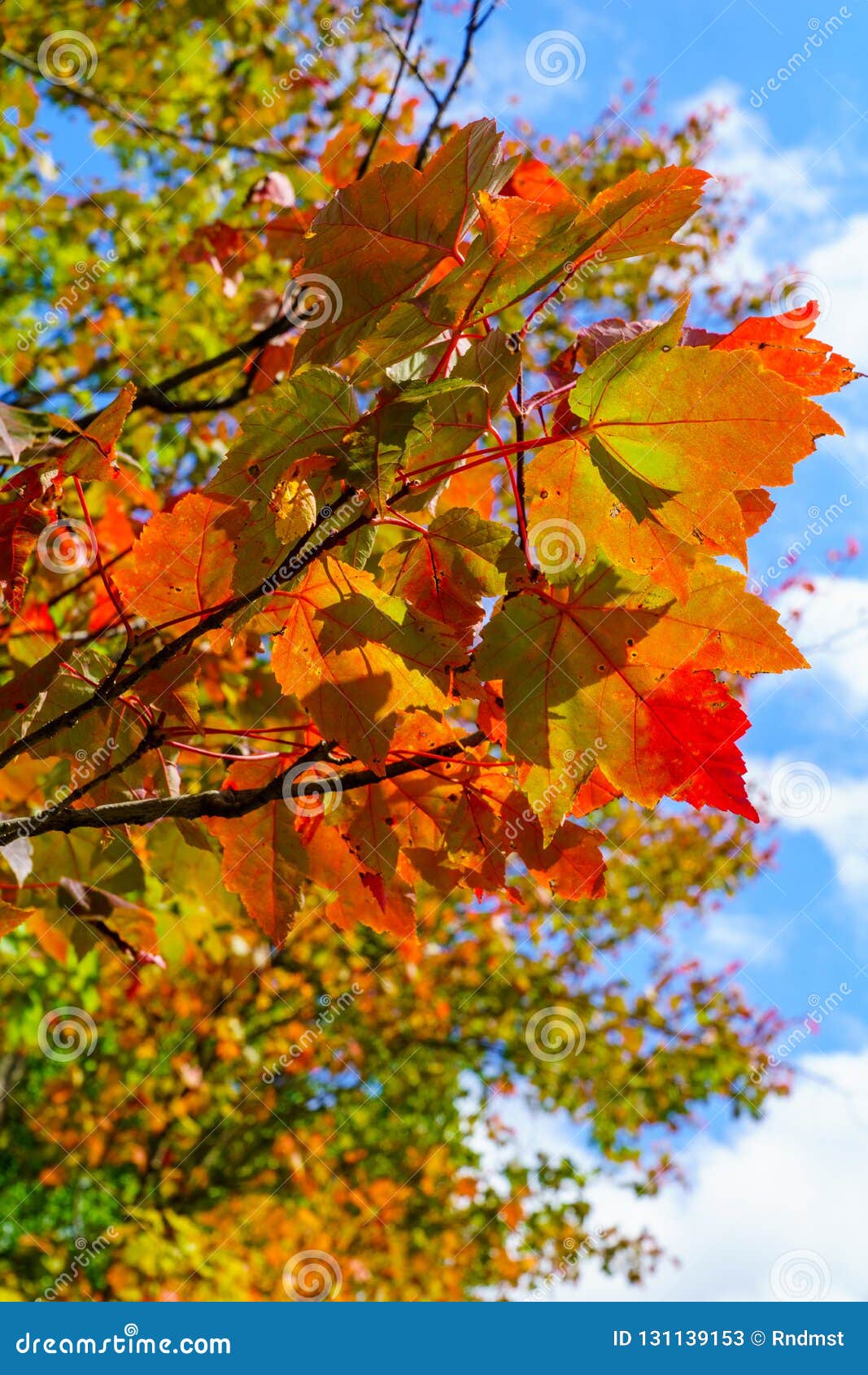 Tree with Fall Foliage Colors in the Laurentian Stock Image - Image of ...