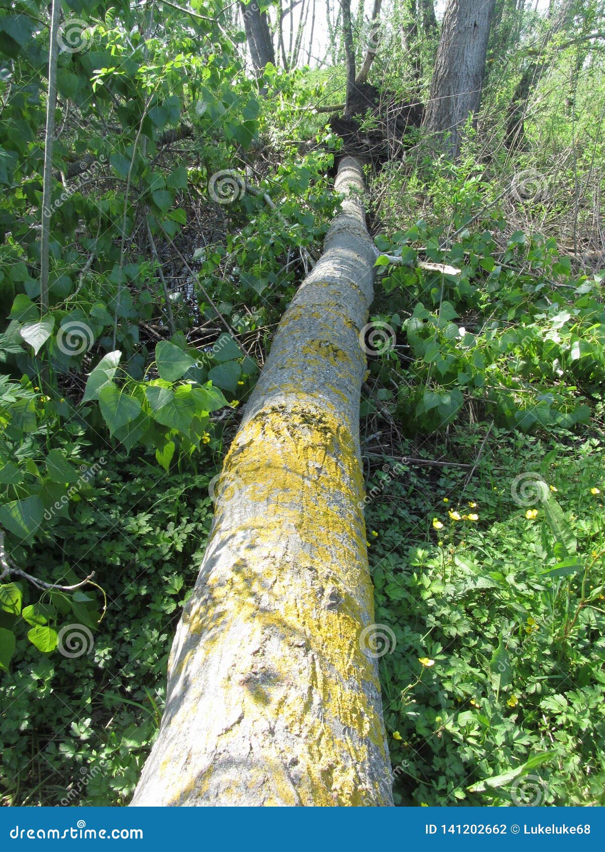 Tree Fall in the Forest Caused by Natural Phenomena Stock Photo - Image ...
