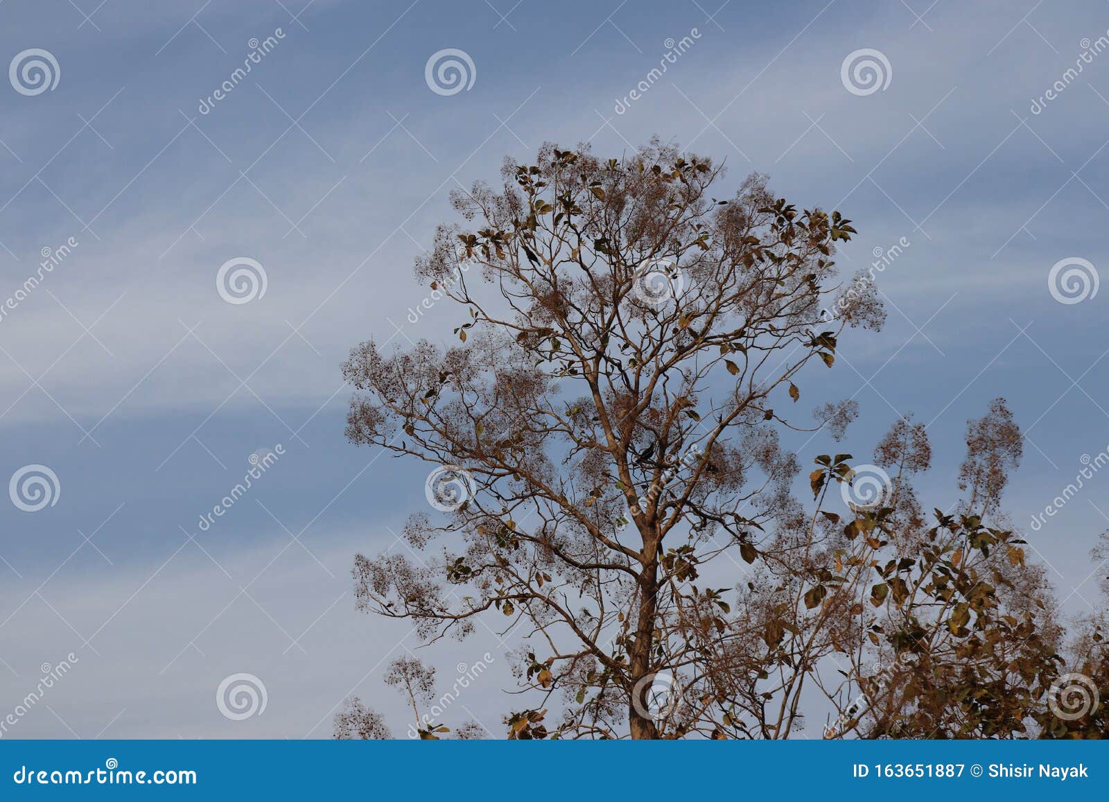 A Tree in the Fall with Hazy Clouds in Background Stock Image - Image ...