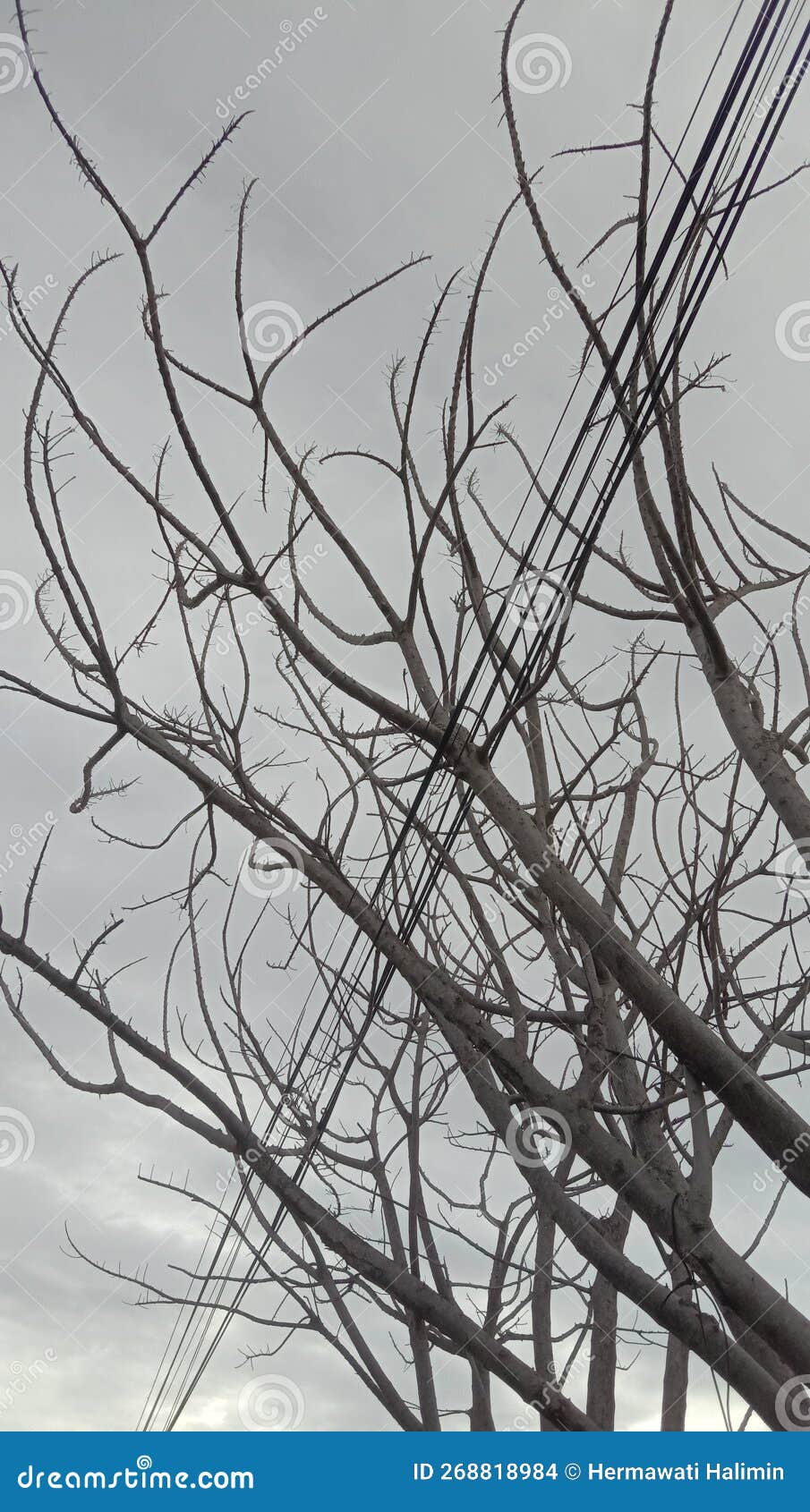 Tree Fall Leaf Stalk Stem Electicity Stock Photo - Image of tree, leaf ...