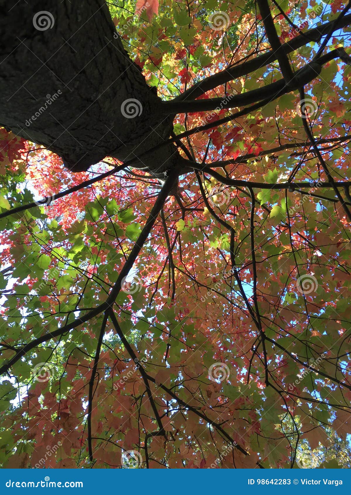 Tree in Fall Pink and Green Leaves Stock Image - Image of tree, fall ...