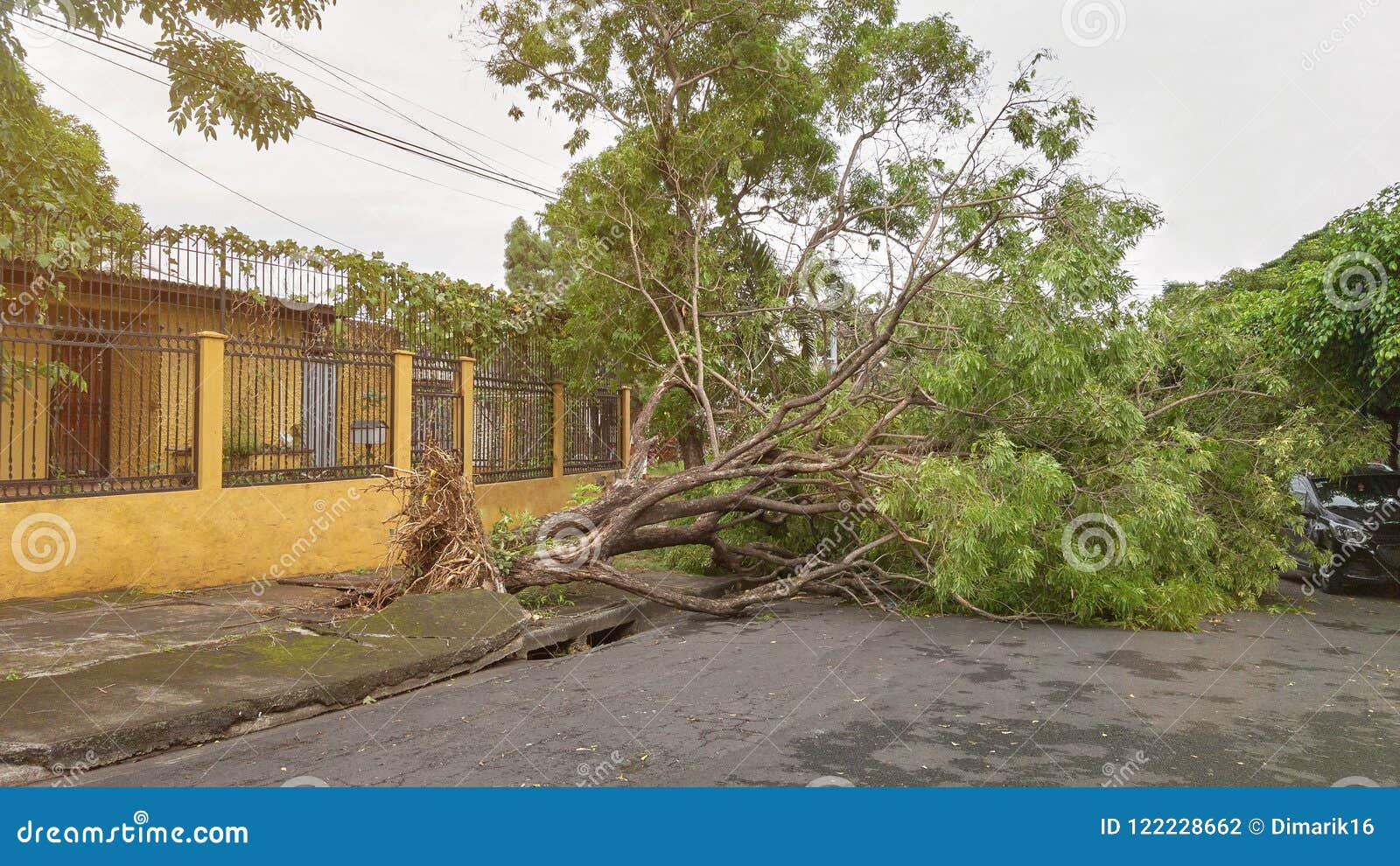 Tree fall on road stock photo. Image of trunk, falling - 122228662