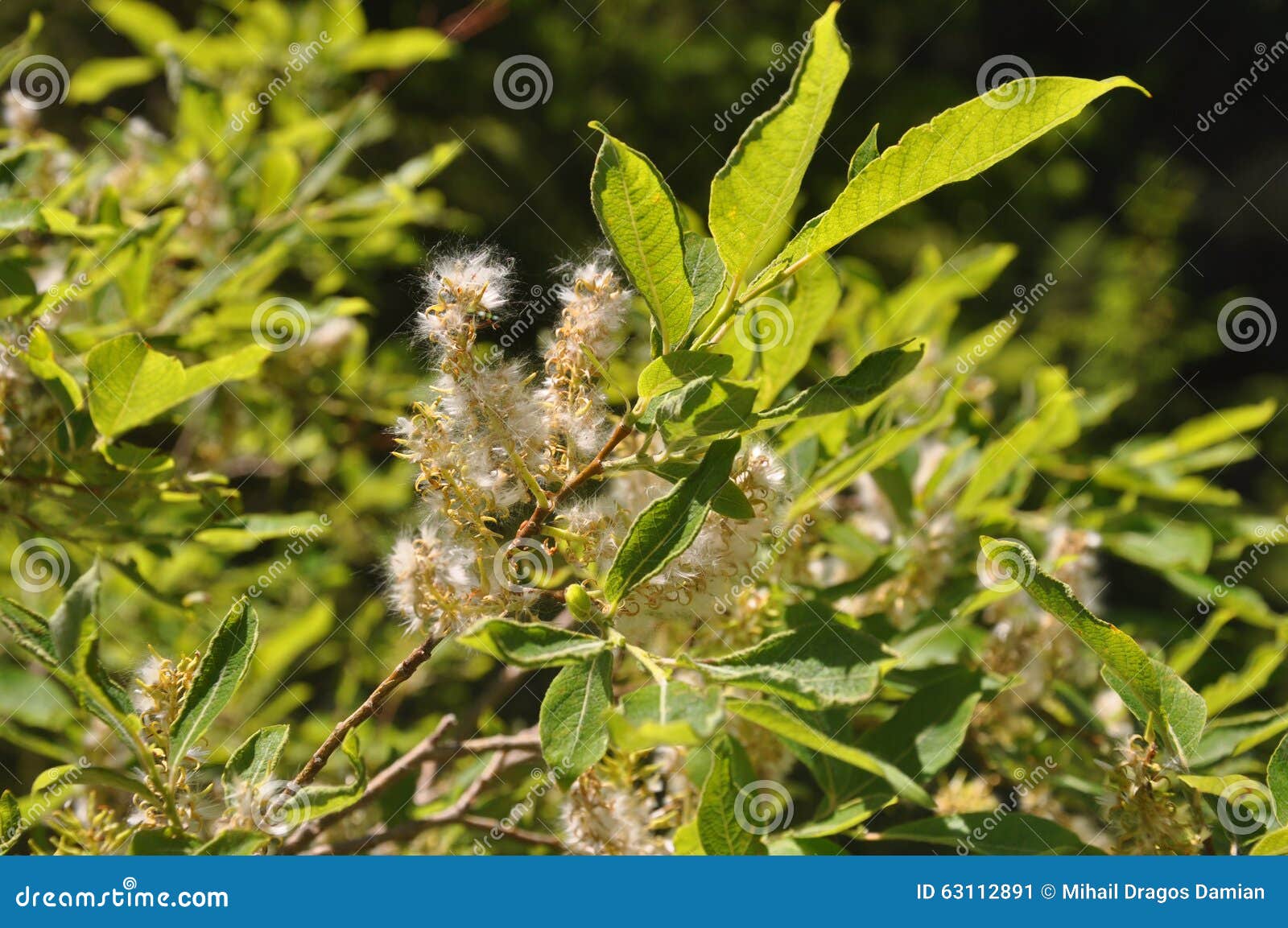 Tree stock image. Image of fall, wilderness, green, seed - 63112891