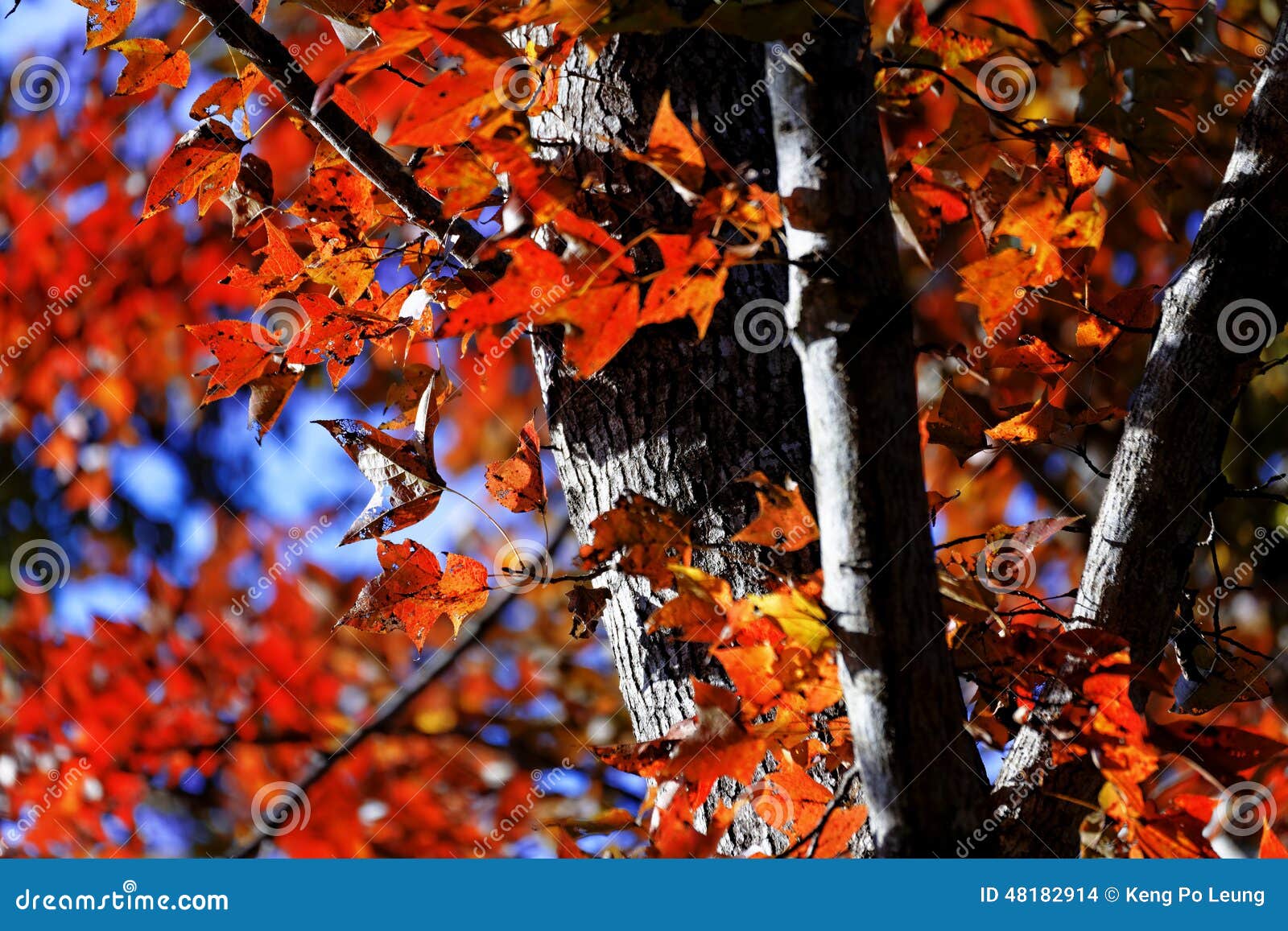 Tree in the Fall with the Sun Shining through Stock Photo - Image of ...