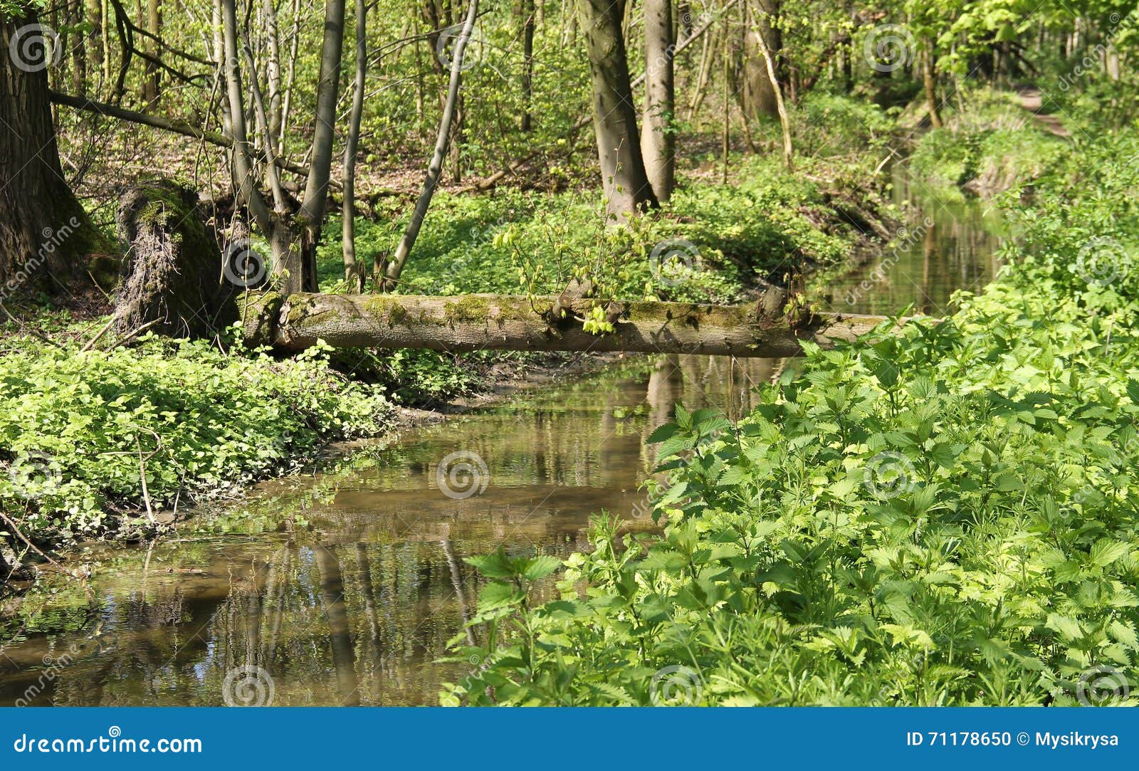 Tree Fallen Across the Brook Stock Photo - Image of trunk, water: 71178650