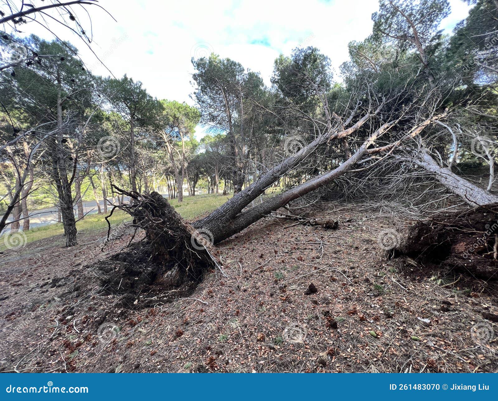 Tree fallen across a road stock photo. Image of horizontal - 261483070