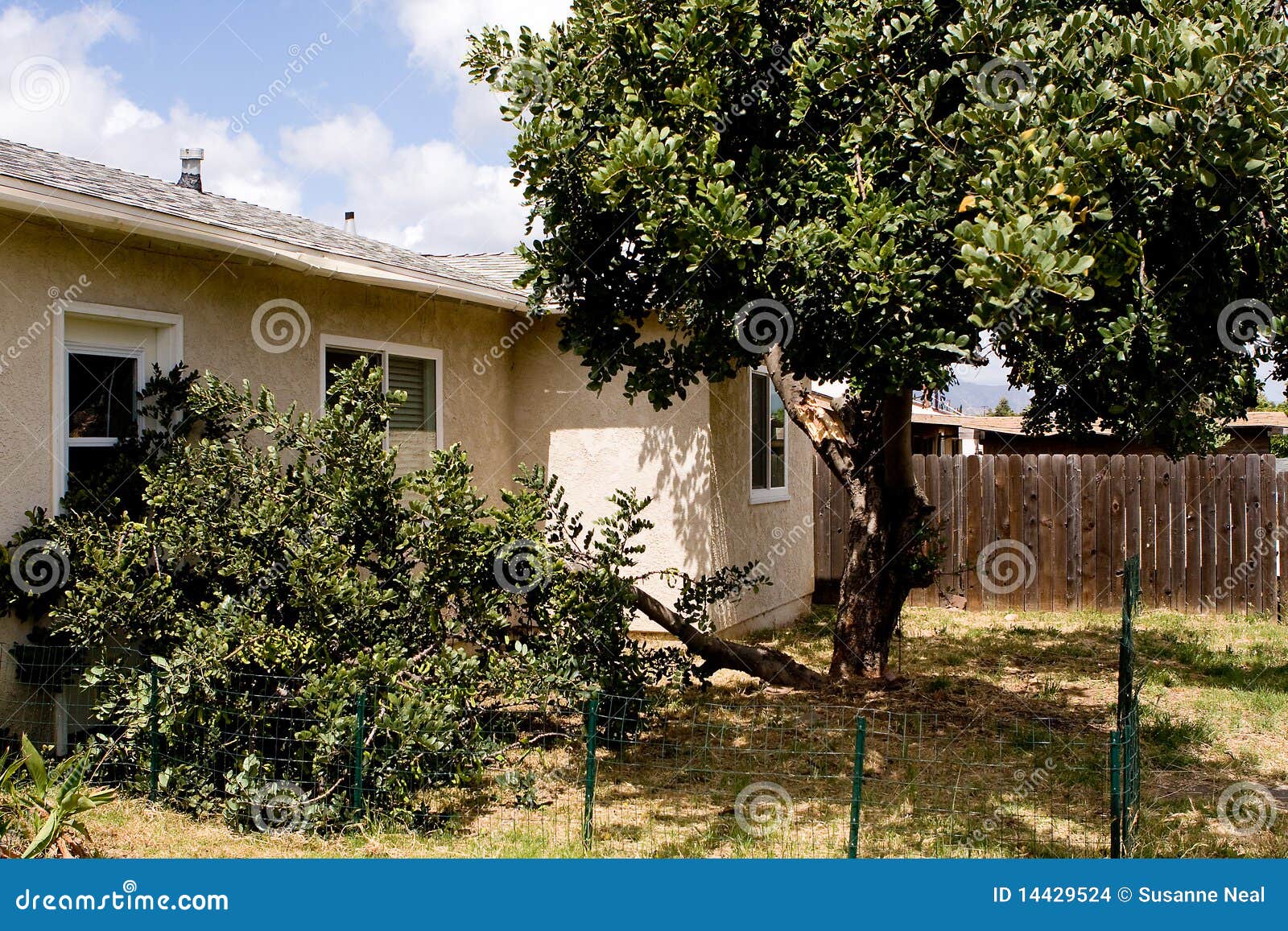 Tree with fallen branch stock photo. Image of broken - 14429524