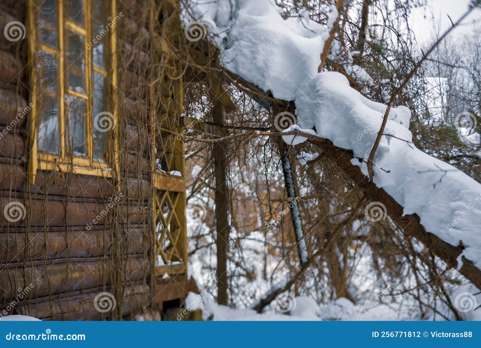 Tree fallen down stock photo. Image of fall, damage - 256771812
