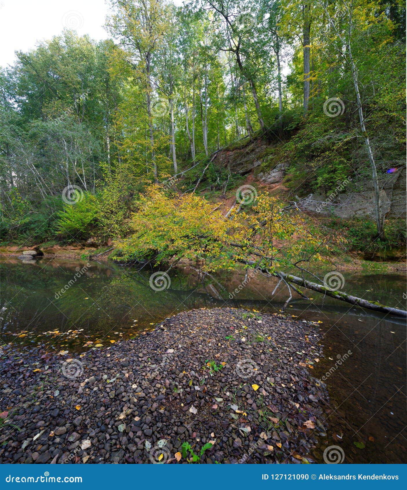 A Tree Fallen into a Forest Stream. Autumn Time.n Stock Photo - Image ...