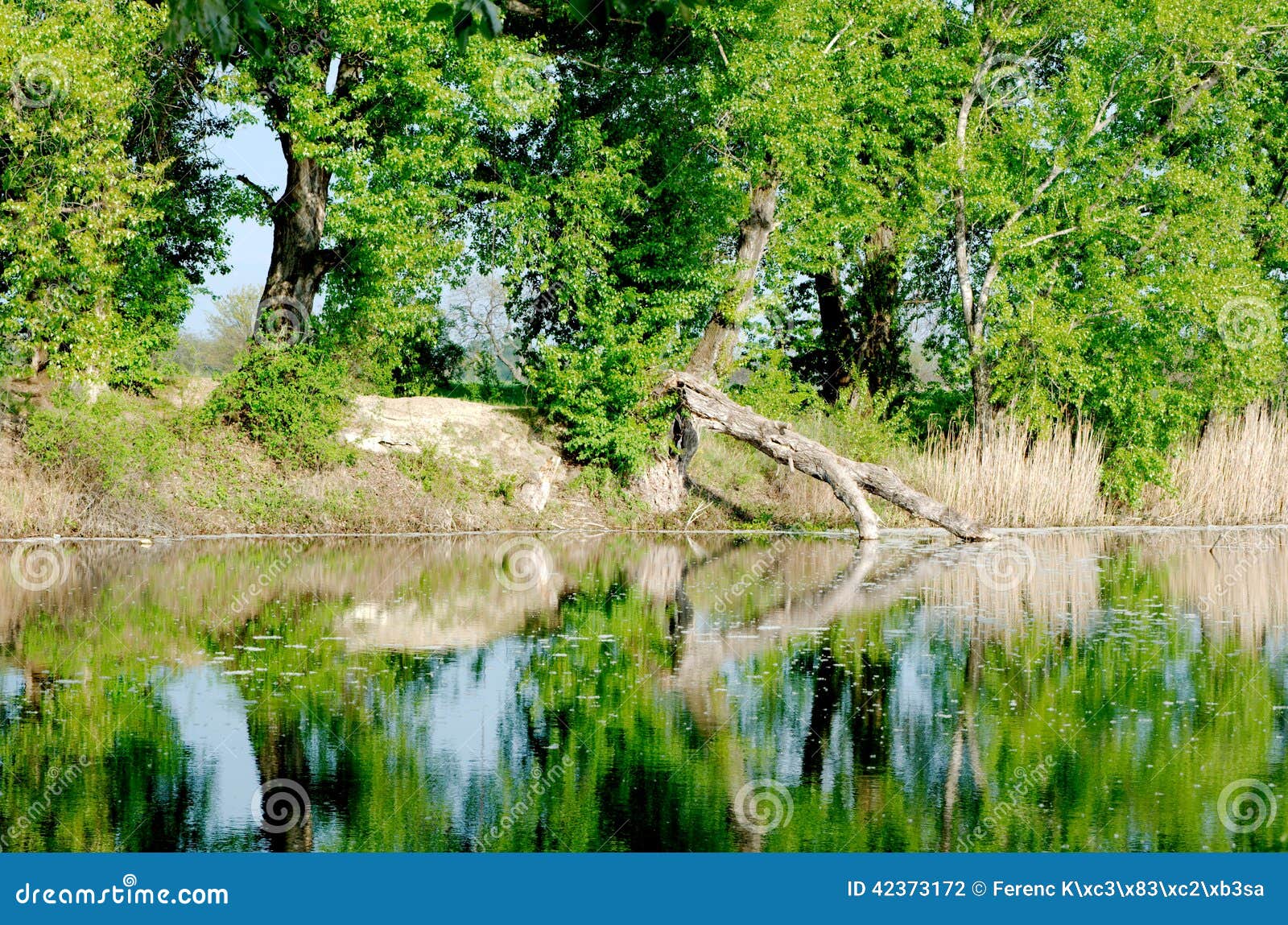 Tree Fallen into the Lake stock photo. Image of season - 42373172