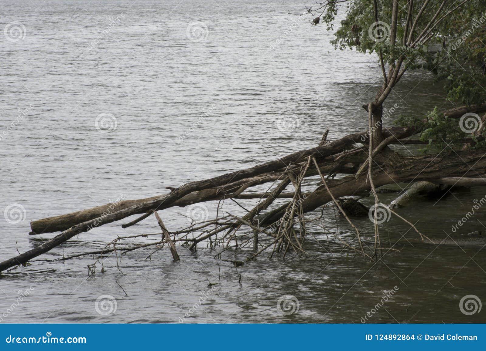 Fallen tree in river stock photo. Image of fish, river - 124892864