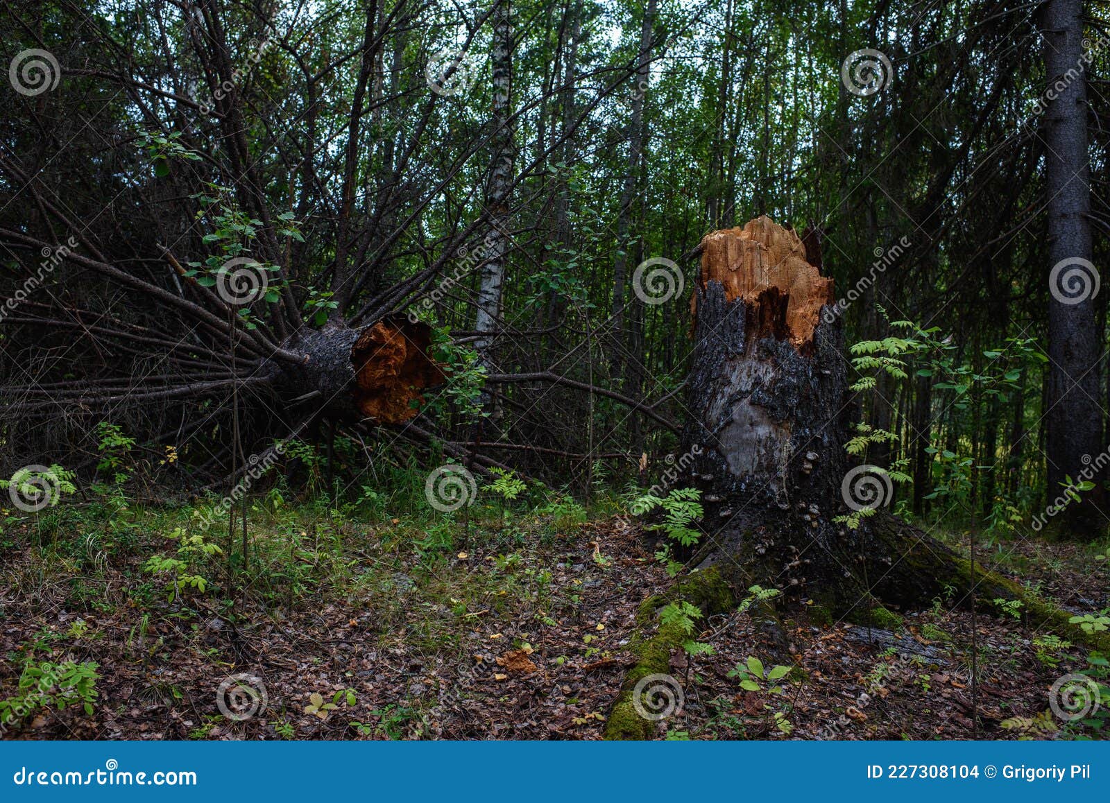 Broken Fir in the Dark Forest Stock Photo - Image of natural, deadfall ...