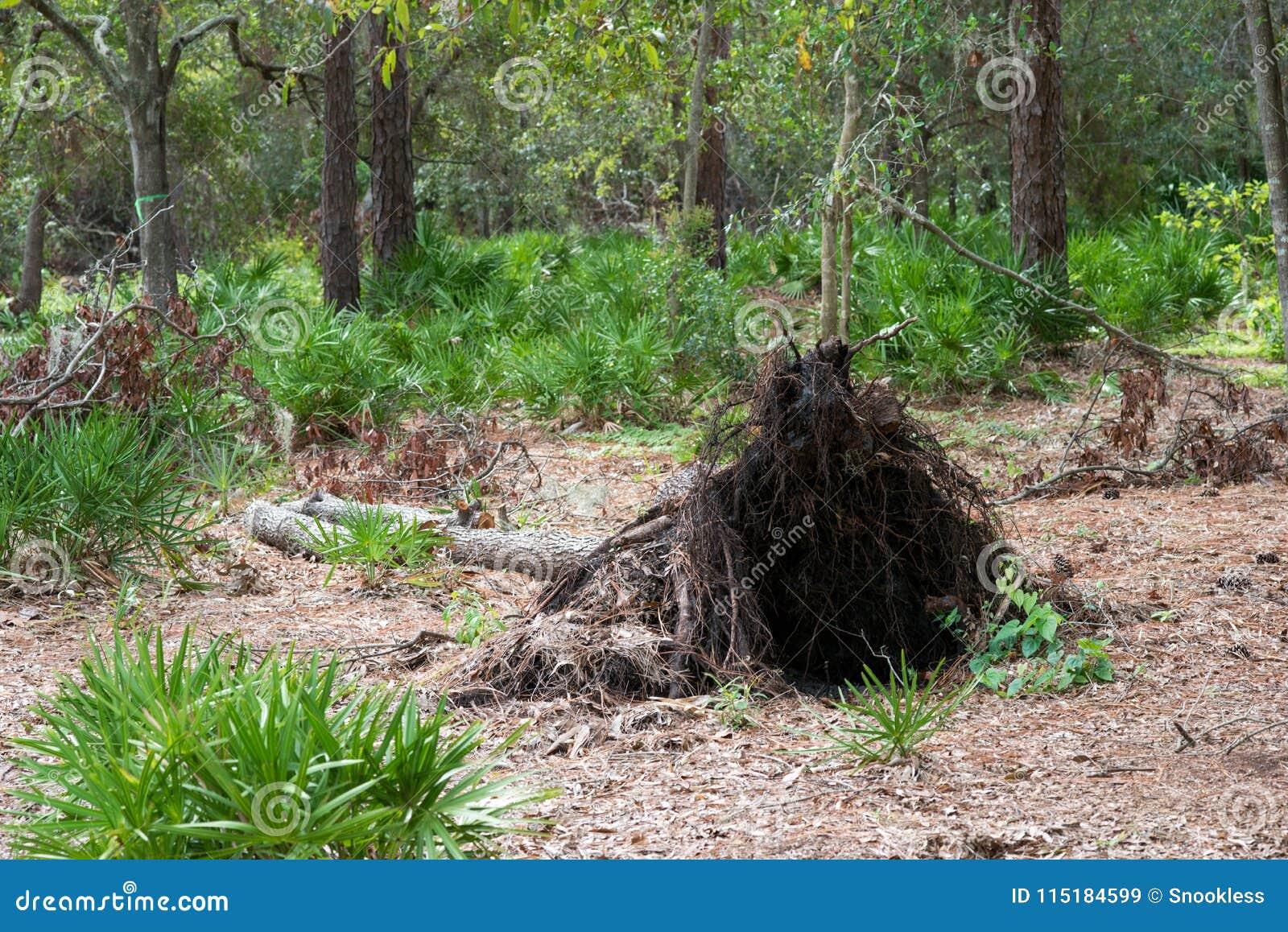 Tree Fallen Over after Storm Stock Image - Image of forest, ground ...